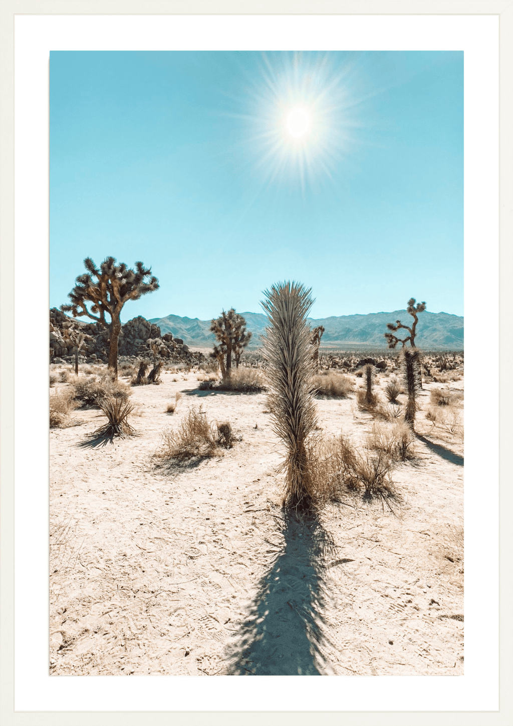 Quail Springs Yucca, California