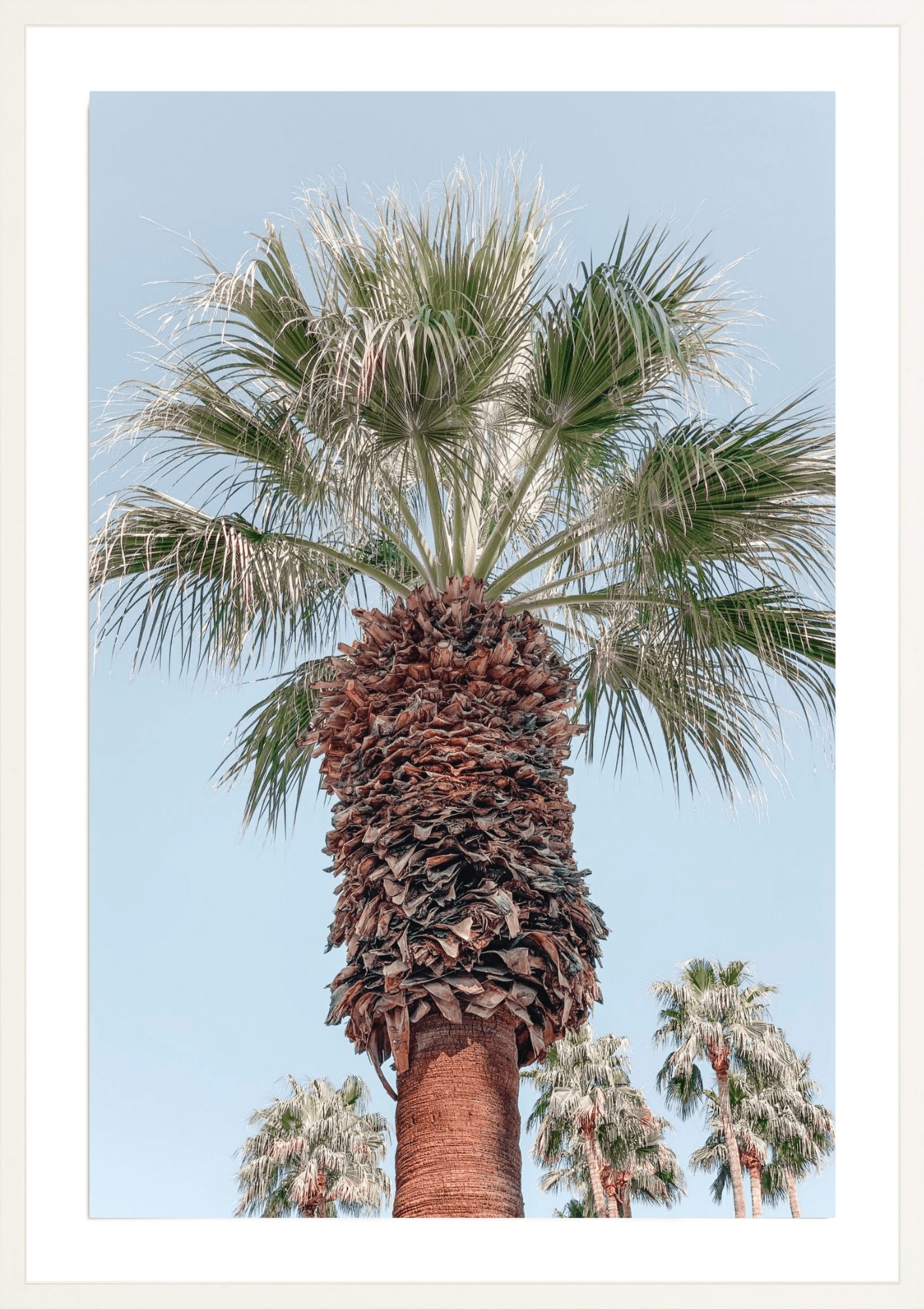 Symmetry Palm Tree | Fine Art Photography by Jules Frazier