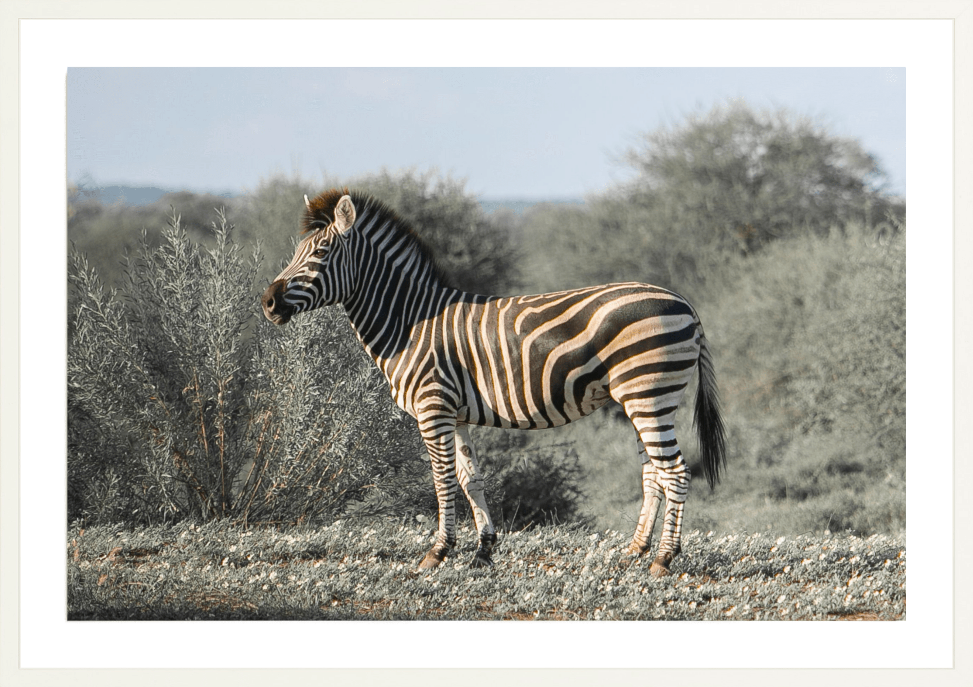 Zebra, Botswana, Africa | Fine art print by Jules Frazier